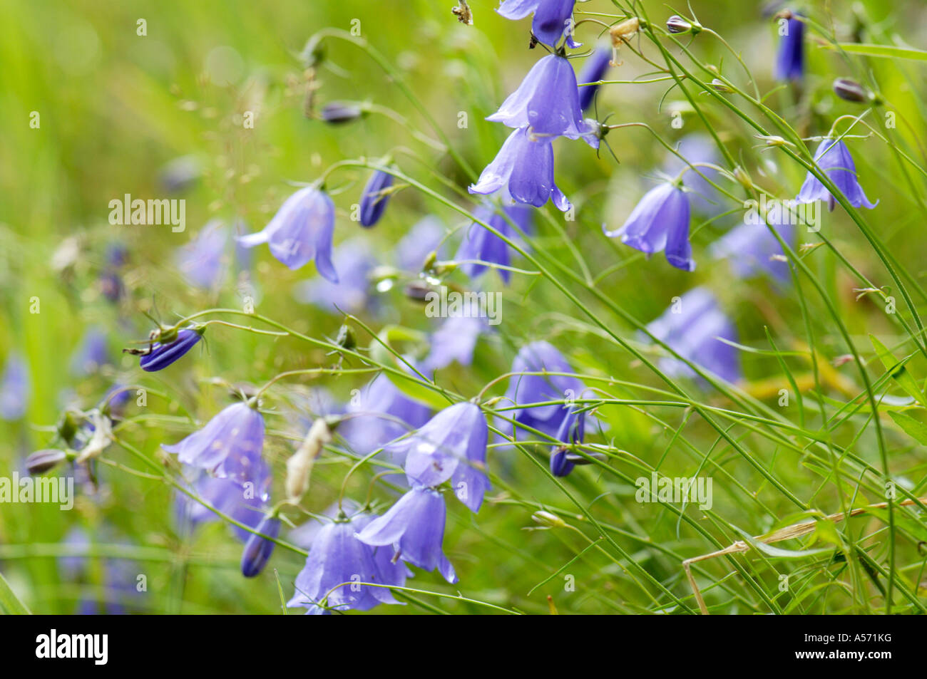 Fragile bellflower hi-res stock photography and images - Alamy