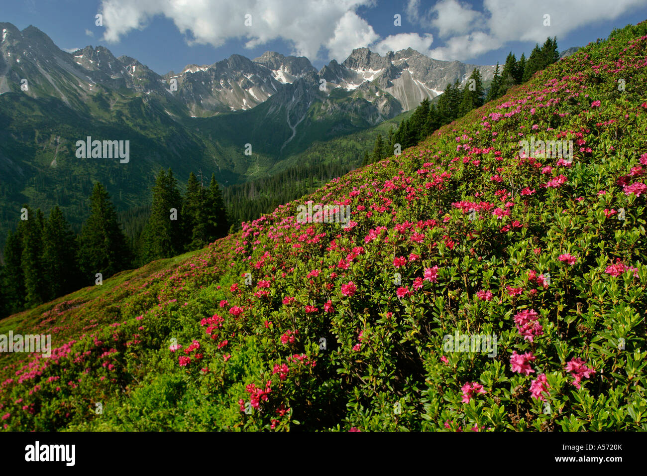 Alpine Roses Rhododendron ferrugineum in full bloom at Fellhorn with ...