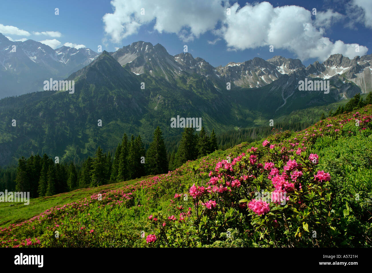 Alpine Roses Rhododendron ferrugineum in full bloom at Fellhorn with ...
