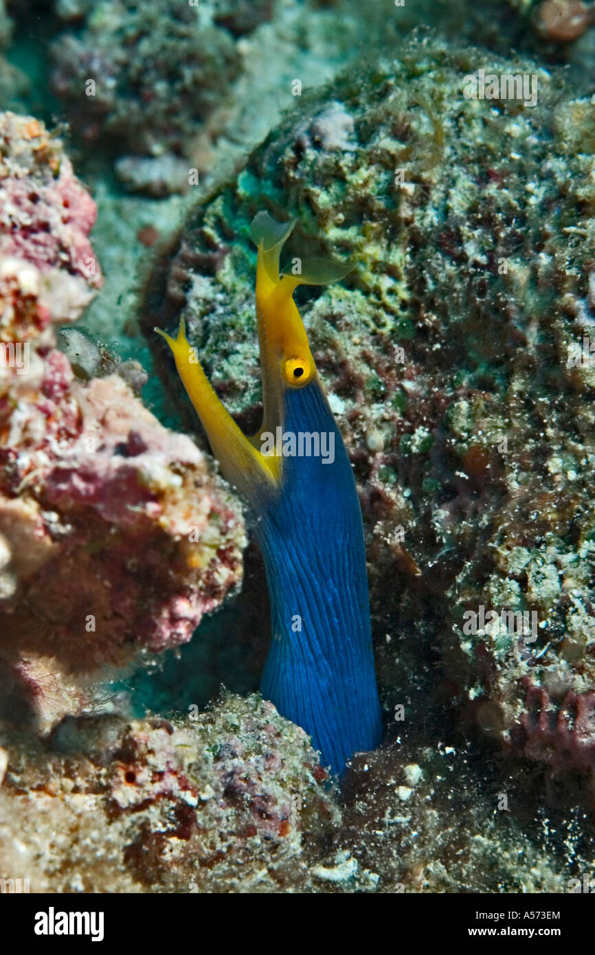 Geistermuraene Ghost Moray Gymnothorax Phasmatodes murene muraene moray ...