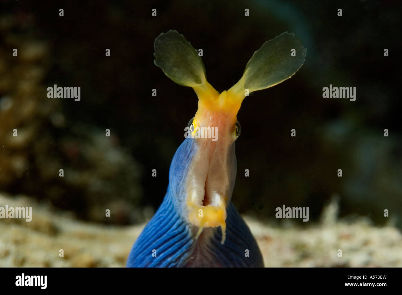 Geistermuraene Ghost Moray Gymnothorax Phasmatodes murene muraene moray ...