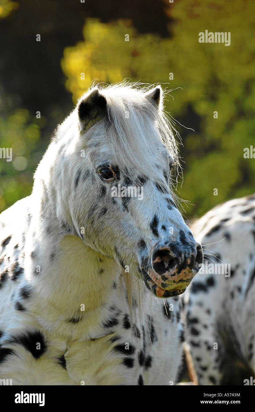 Shetland spotted pony hi-res stock photography and images - Alamy