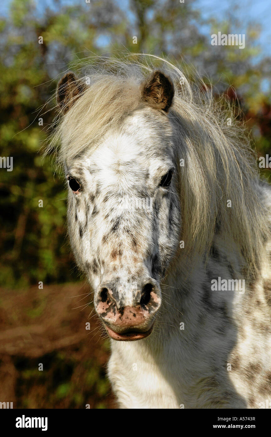 British spotted pony horse hi-res stock photography and images - Alamy