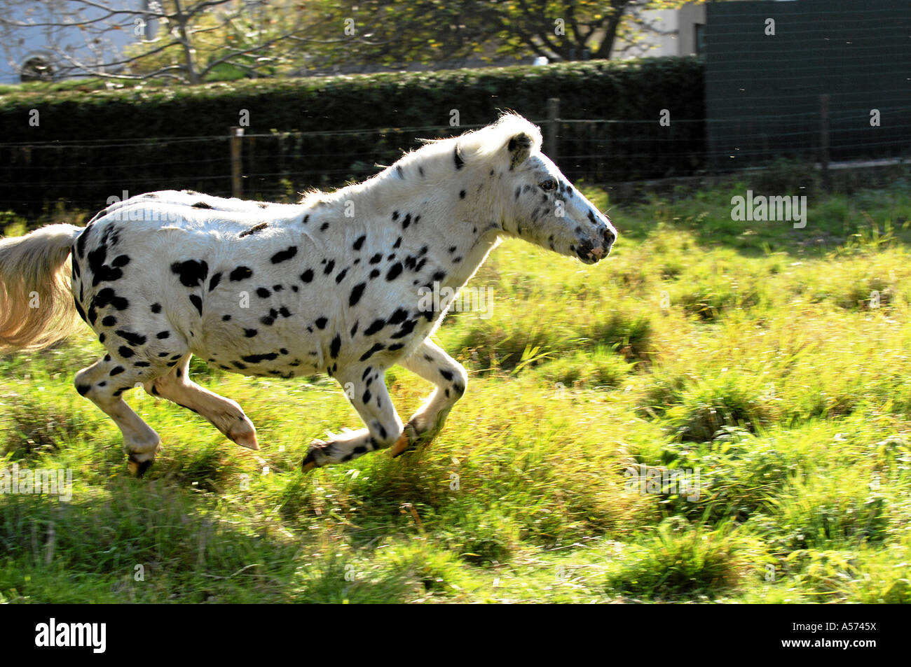 British spotted pony horse hi-res stock photography and images - Alamy
