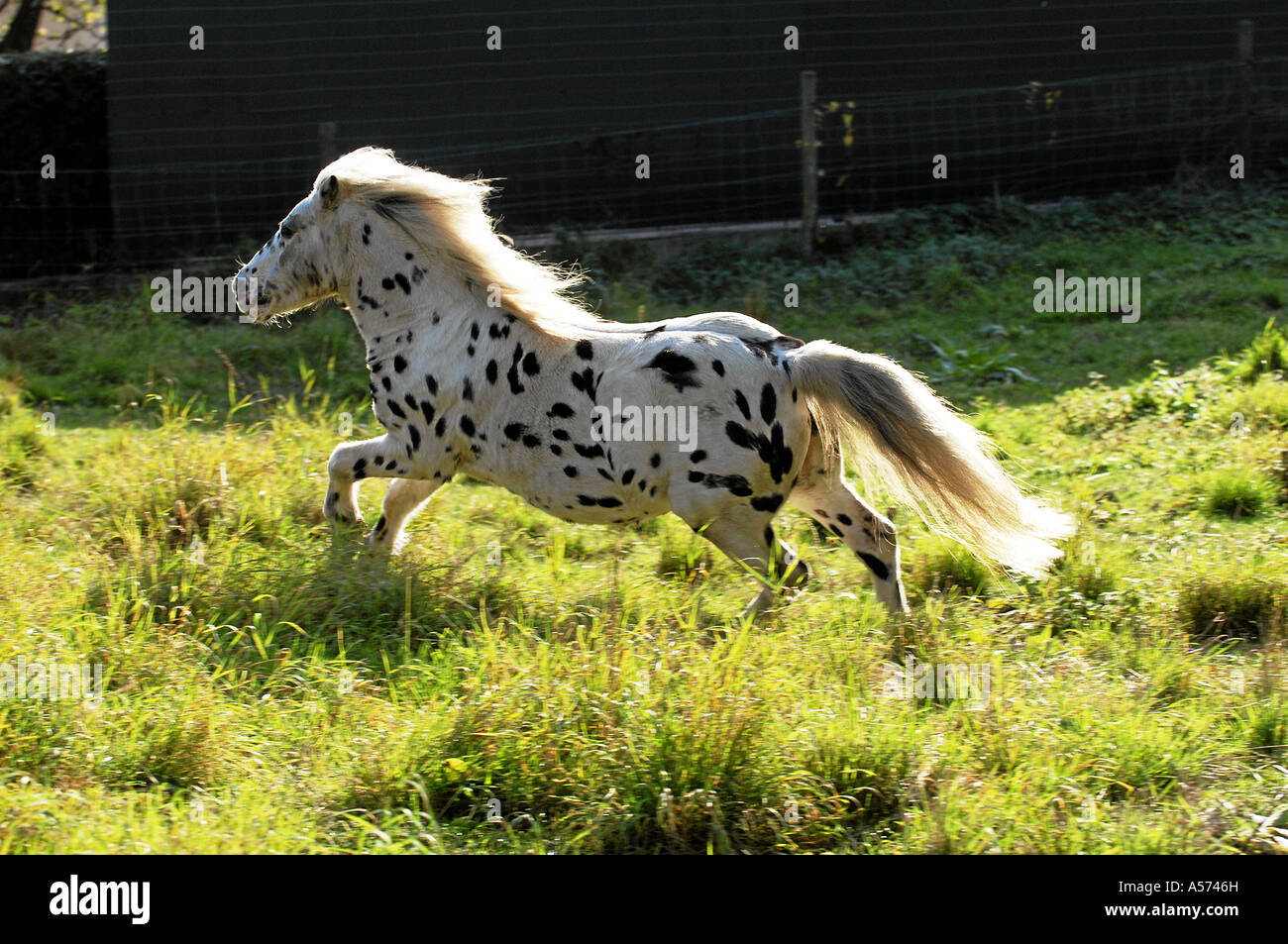 Shetland spotted pony hi-res stock photography and images - Alamy