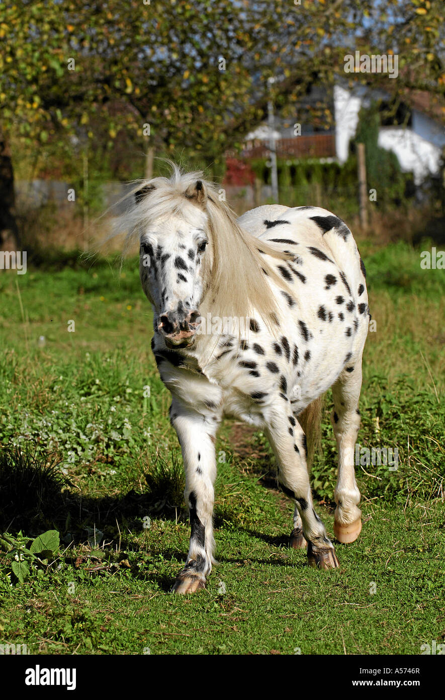 Spotted shetland pony hi-res stock photography and images - Alamy