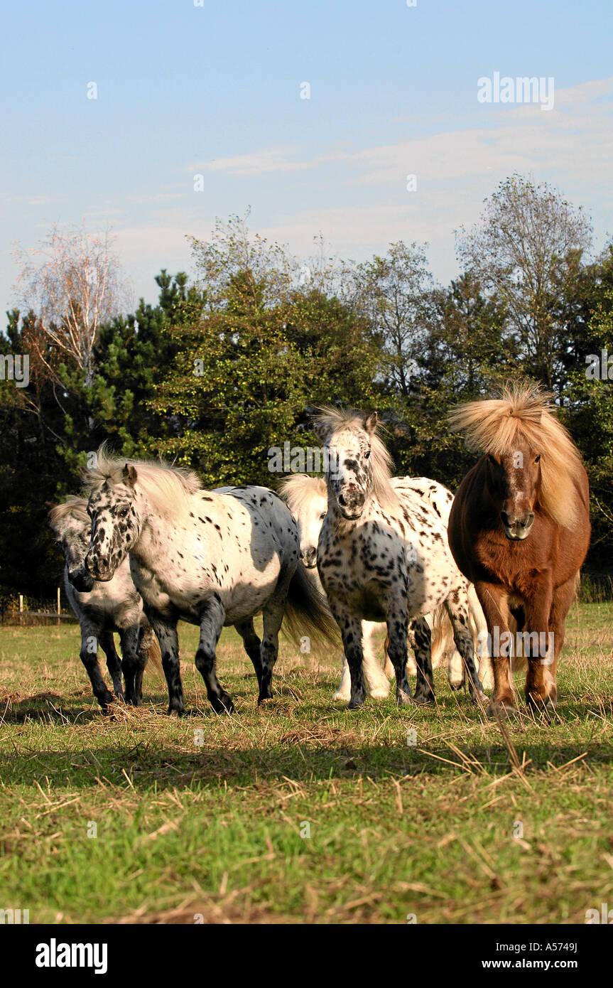 Shetland pony horse herd hi-res stock photography and images - Alamy