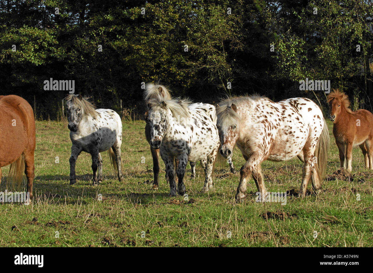 Shetland pony spotted hi-res stock photography and images - Alamy