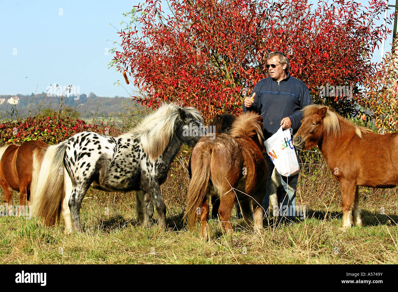 Shetland spotted pony hi-res stock photography and images - Alamy