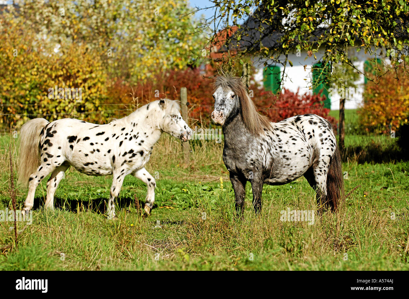 Shetland spotted pony hi-res stock photography and images - Alamy