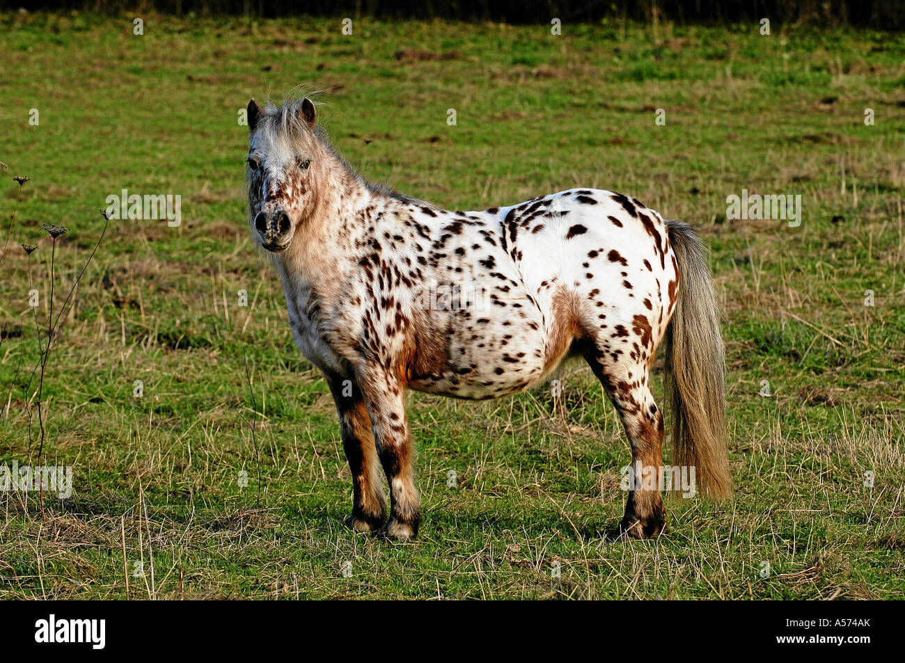 Spotted shetland pony hi-res stock photography and images - Alamy