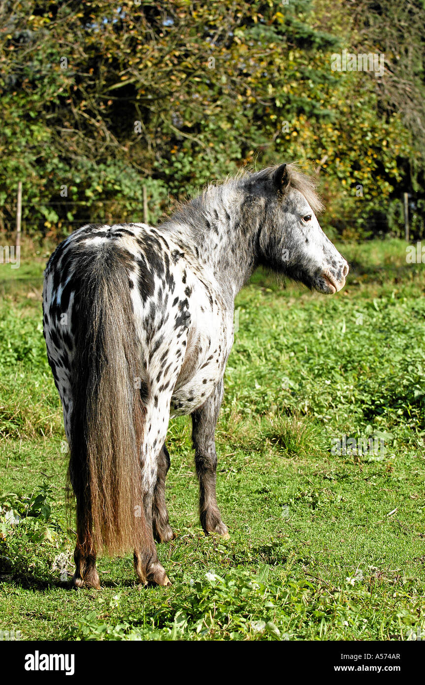 Shetland spotted pony hi-res stock photography and images - Alamy