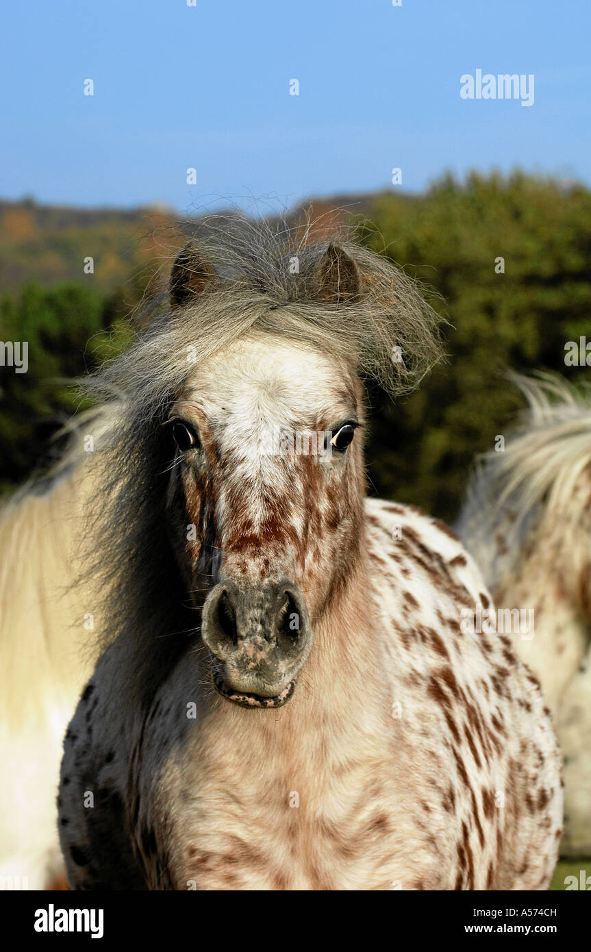 Shetland Pony Spotted High Resolution Stock Photography and Images - Alamy
