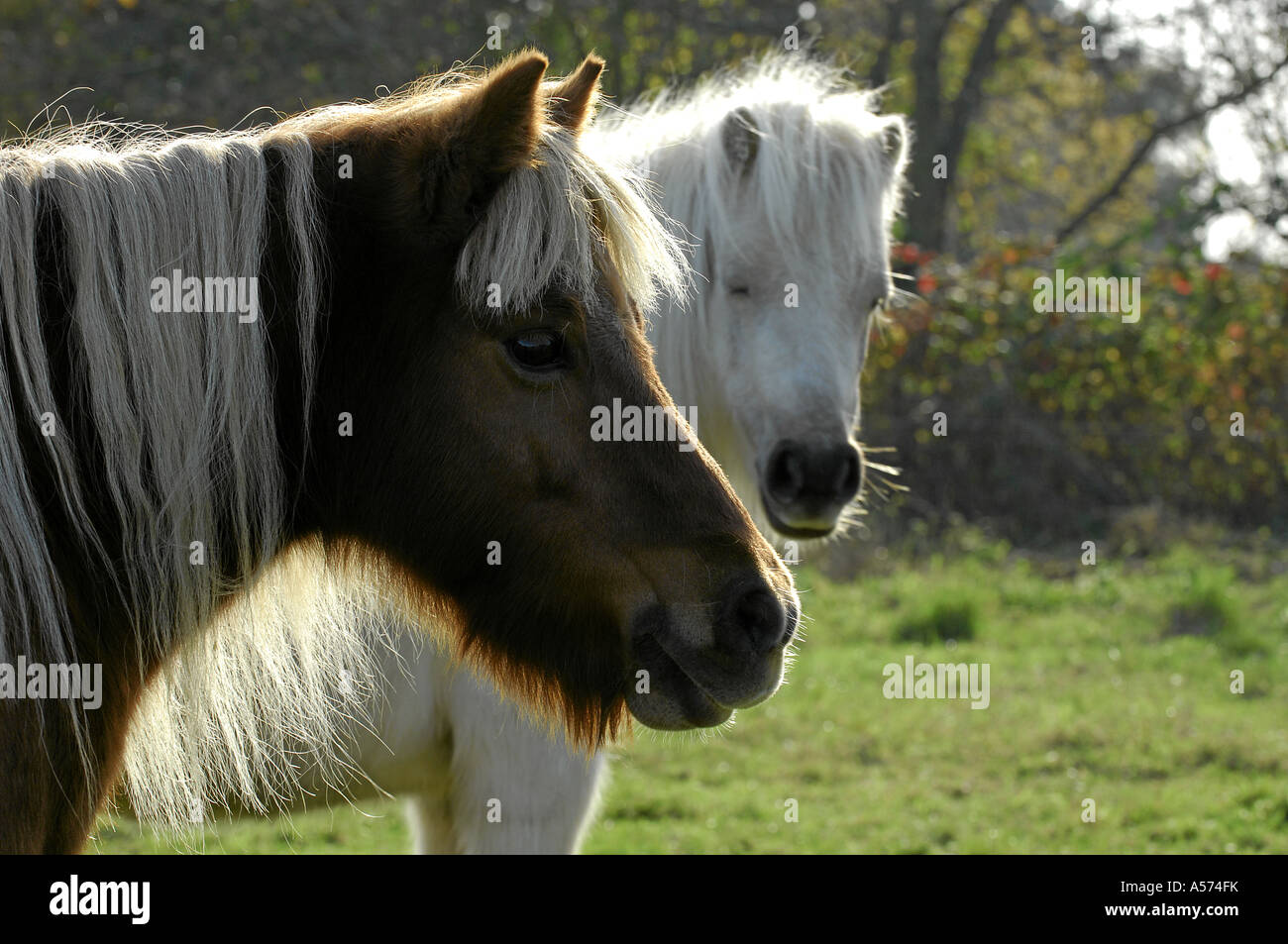 Shetland pony breeding hi-res stock photography and images - Alamy