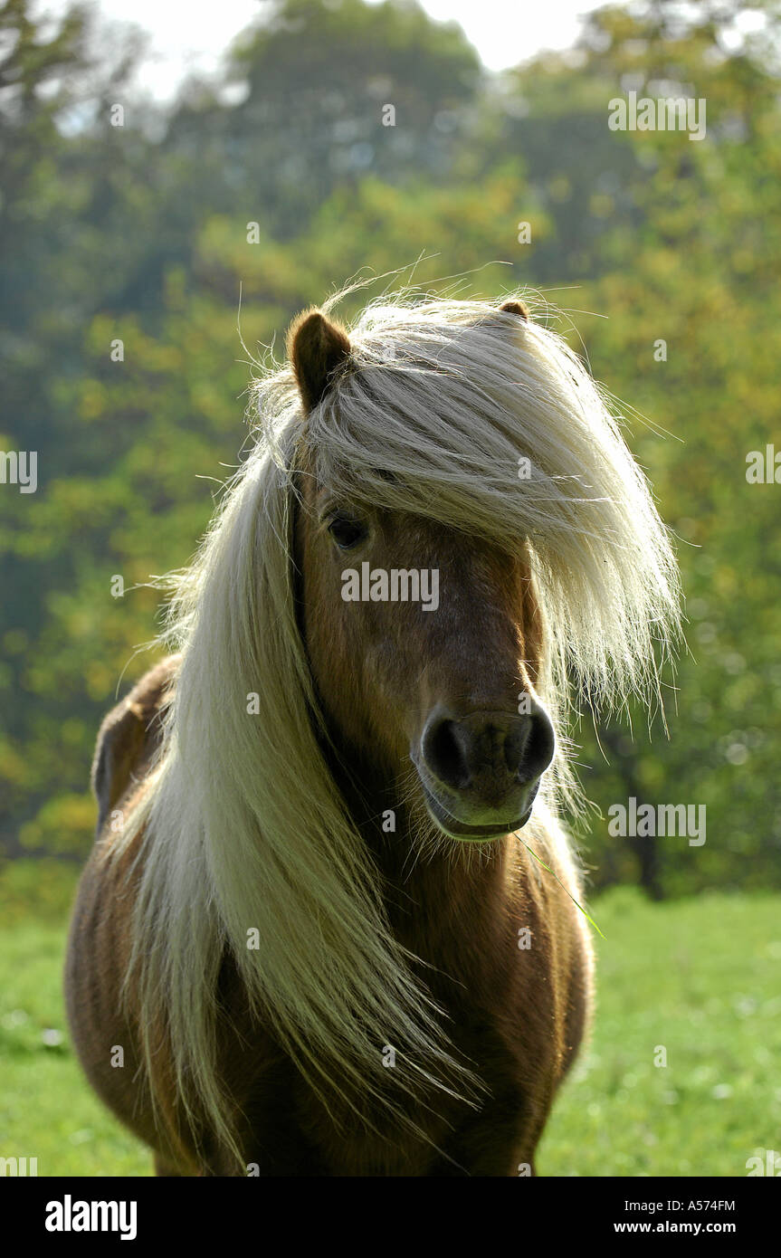 Shetland pony breeding hi-res stock photography and images - Alamy