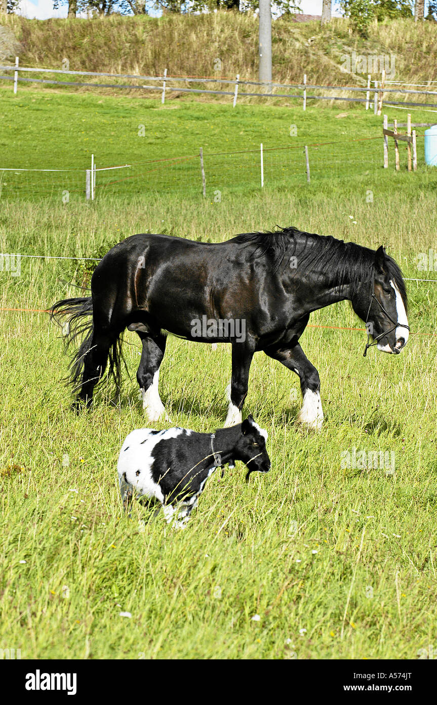 Tall draught horse hi-res stock photography and images - Alamy