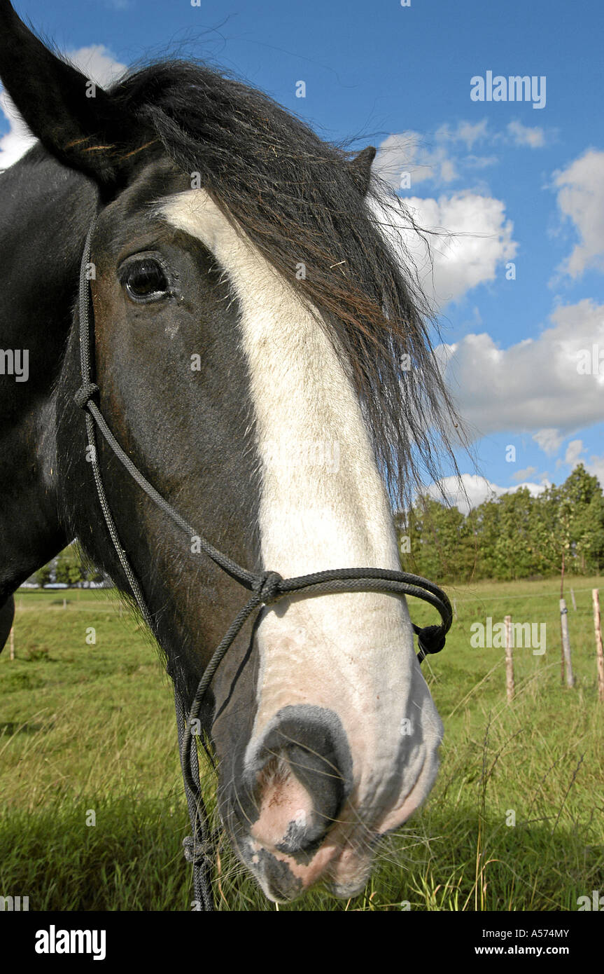 Shire horse head draught horse hi-res stock photography and images - Alamy