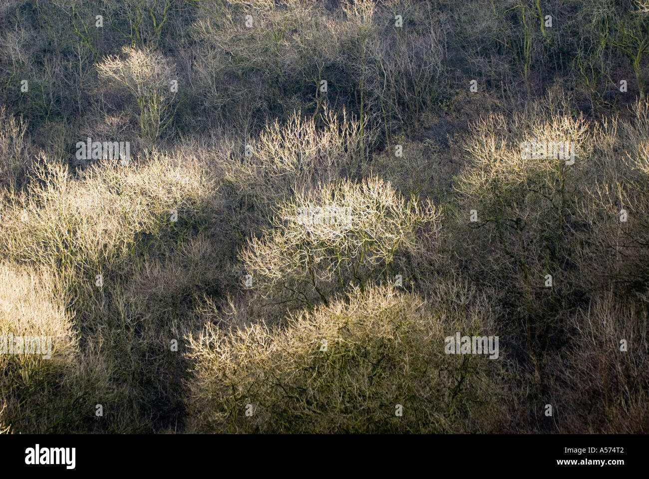 Sunlit Winter Trees (Landscape) Lathkill Dale Peak District Derbyshire ...