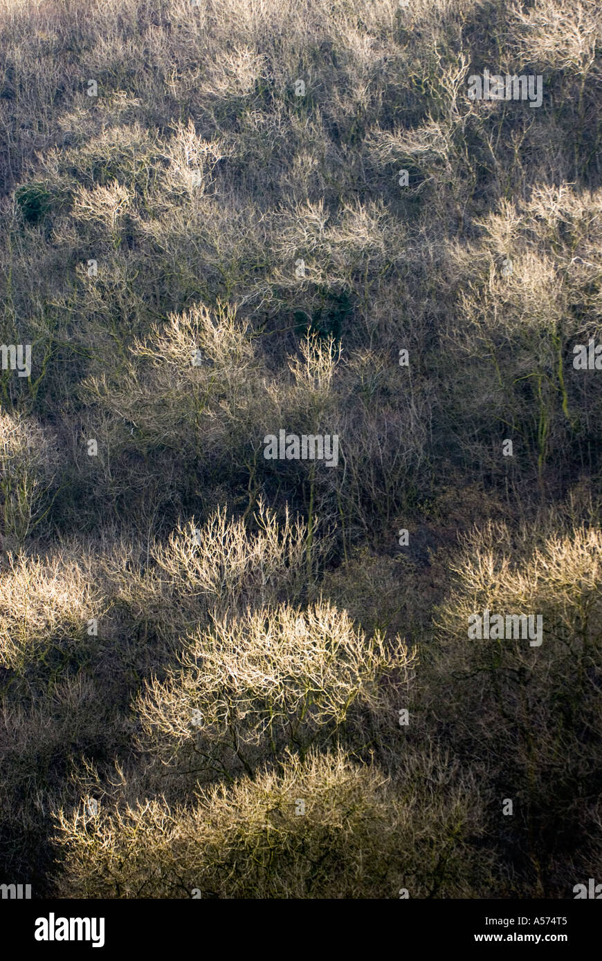 Sunlit Winter Trees (Portrait) Lathkill Dale Peak District Derbyshire ...