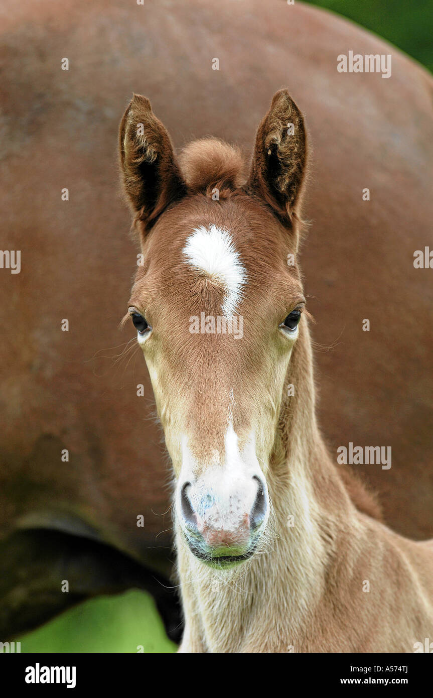 Tennesse walker hi-res stock photography and images - Alamy