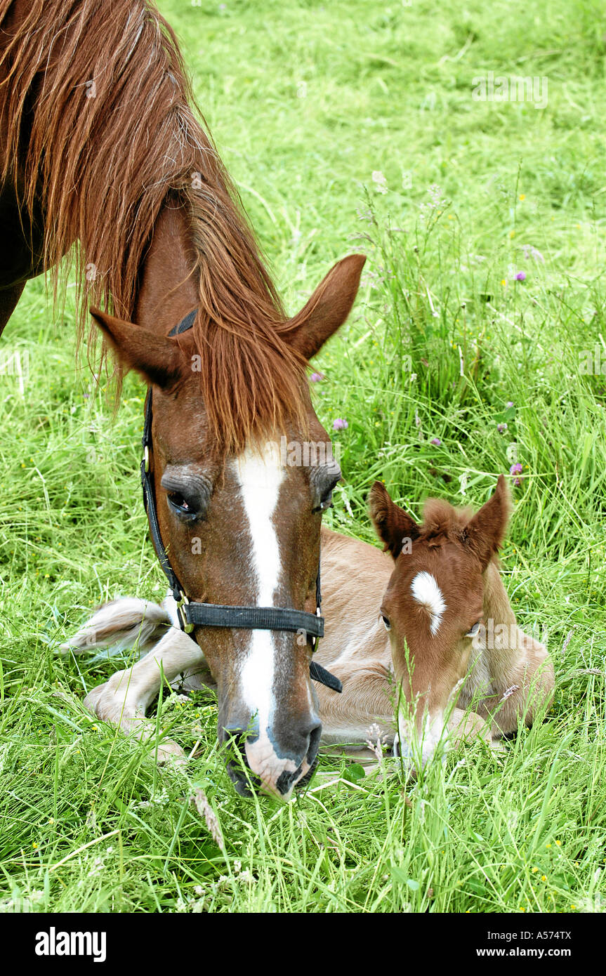 Tennesse Walker High Resolution Stock Photography and Images - Alamy