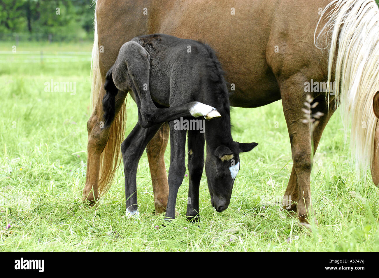 Tennesse Walker High Resolution Stock Photography and Images - Alamy