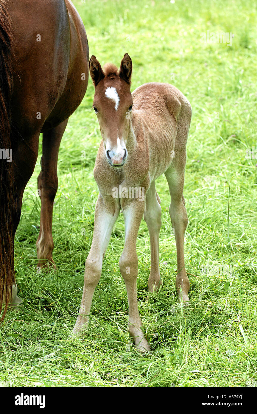 Tennesse Walker High Resolution Stock Photography and Images - Alamy