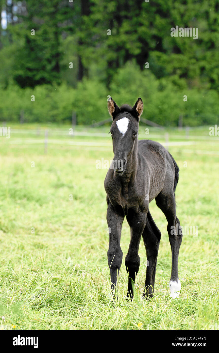 Tennesse Walker High Resolution Stock Photography and Images - Alamy