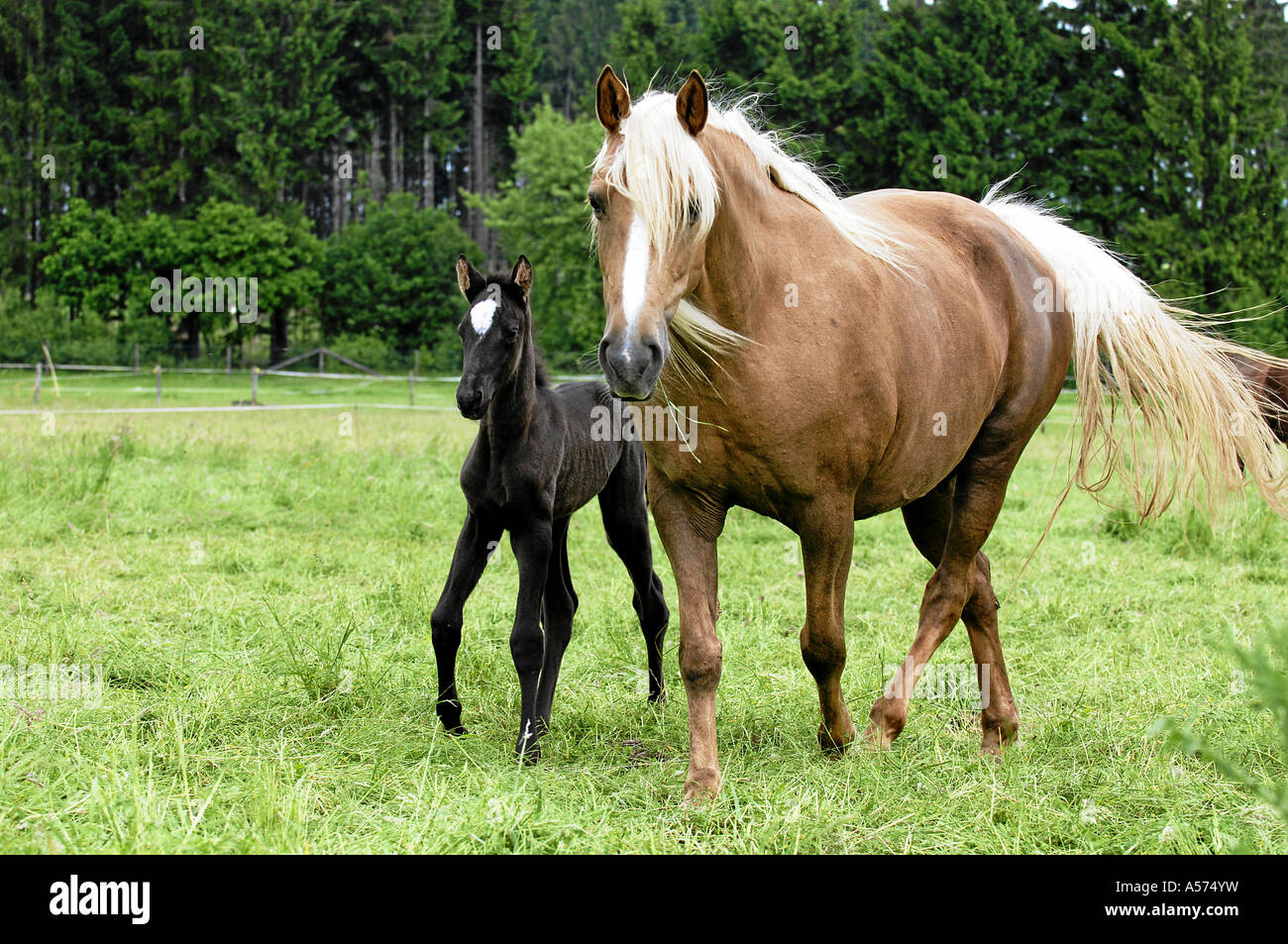Tennesse Walker High Resolution Stock Photography and Images - Alamy