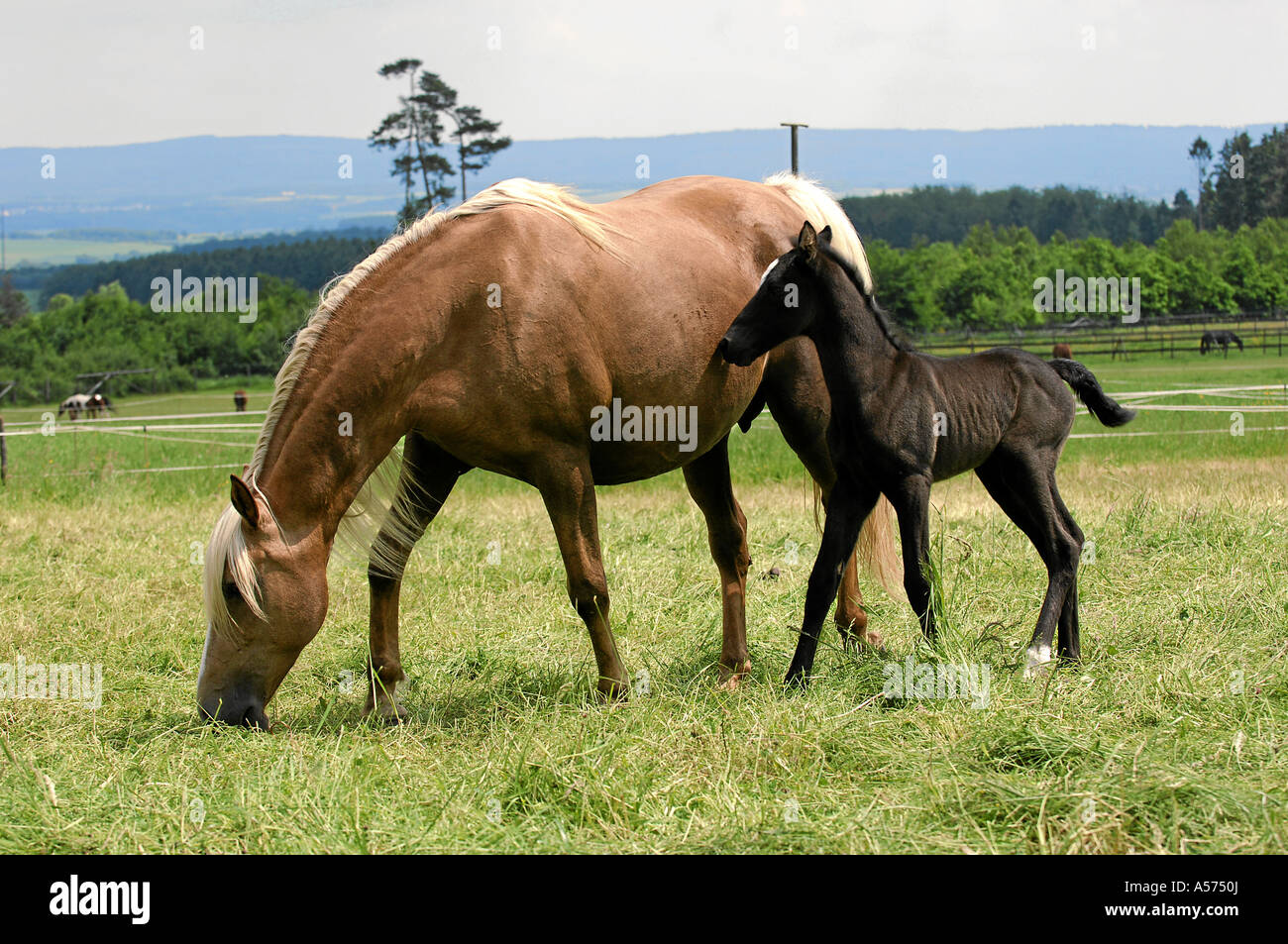 Tennesse Walker High Resolution Stock Photography and Images - Alamy