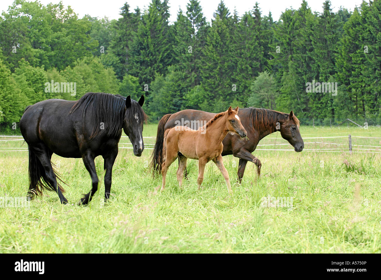 Tennesse Walker High Resolution Stock Photography and Images - Alamy