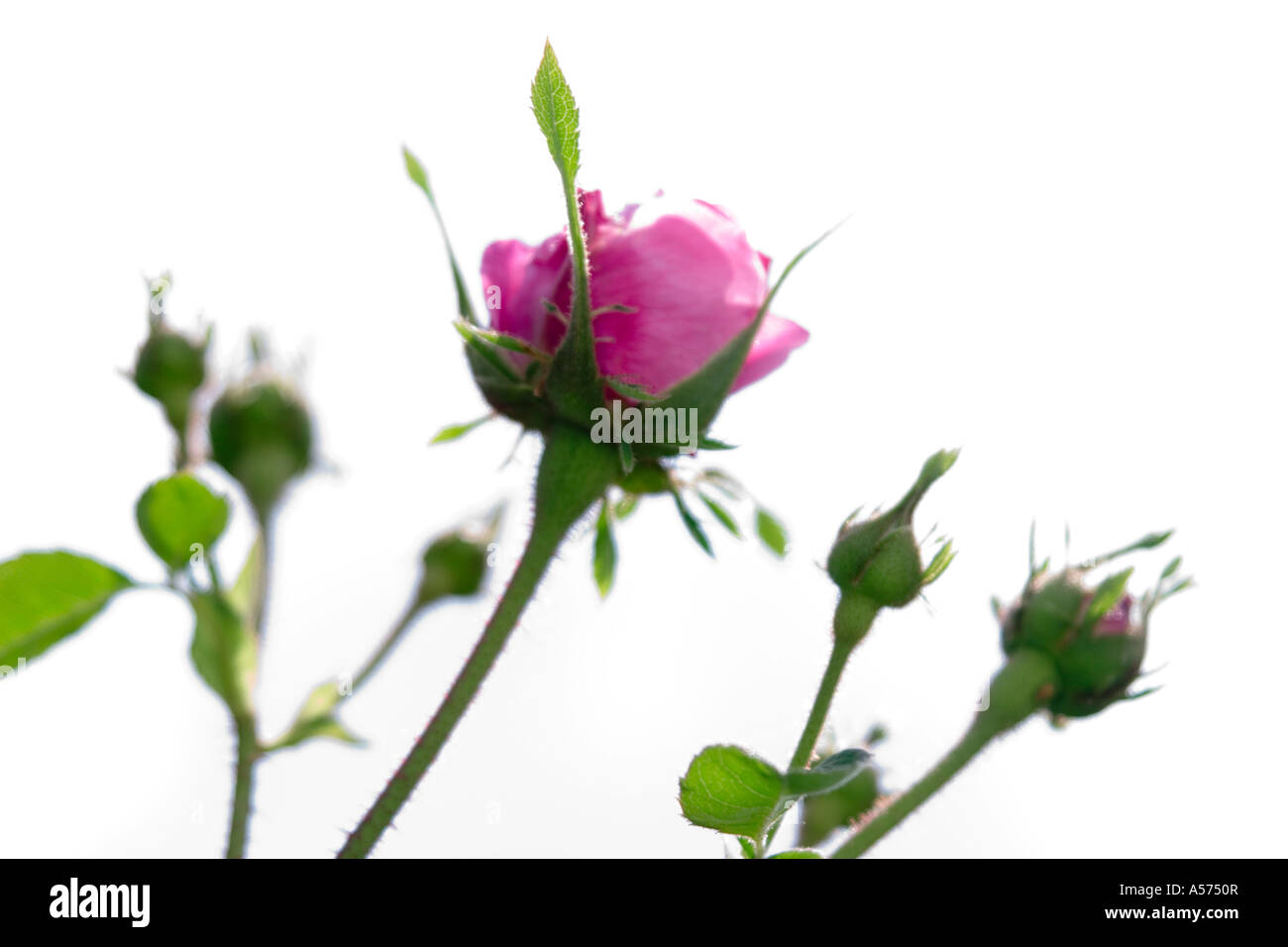 Rose branches, bottom view, close-up Stock Photo - Alamy