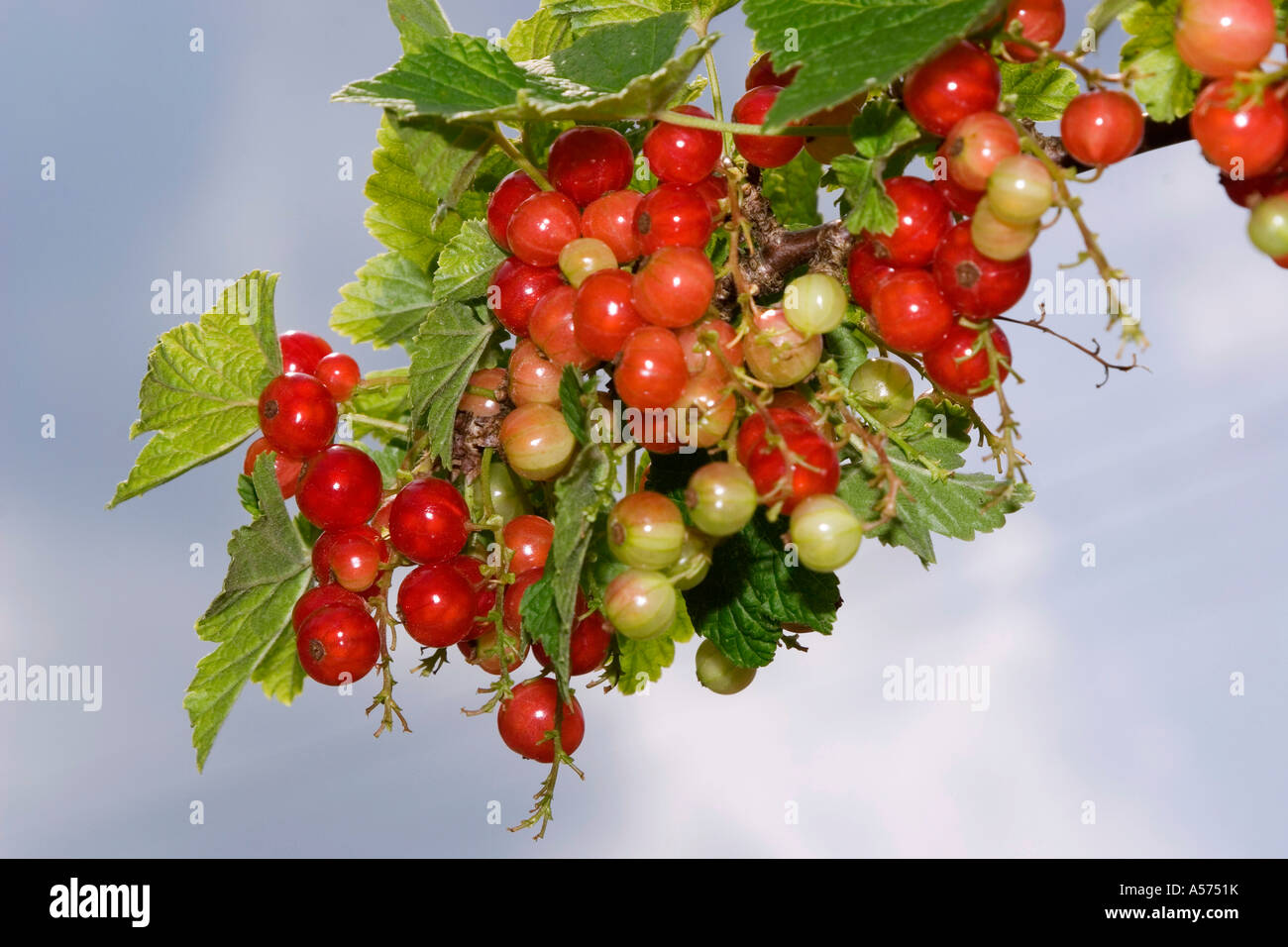 Red currants on branch, bottom view Stock Photo - Alamy