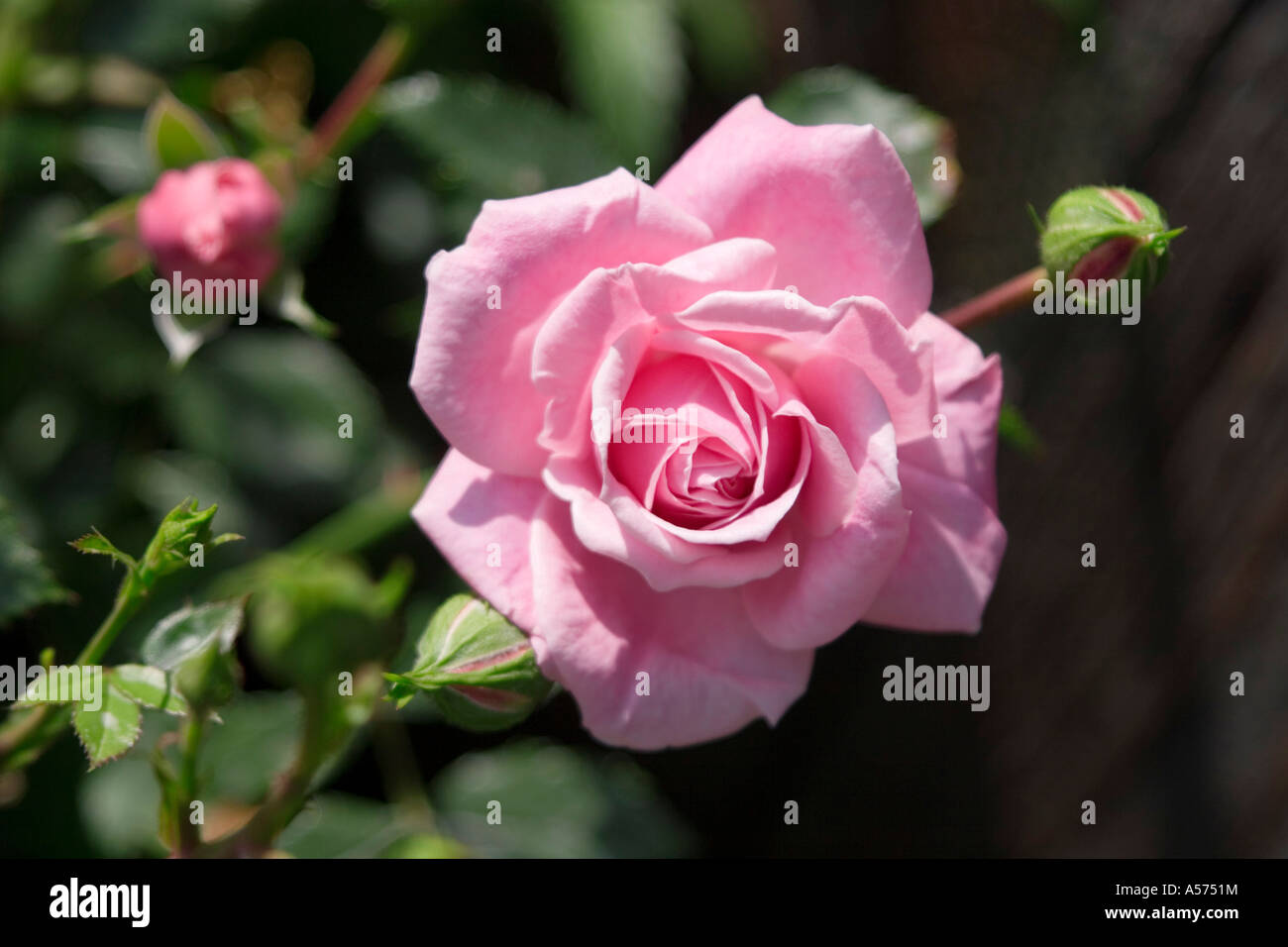 Single rose blossom, bottom view, close-up Stock Photo - Alamy