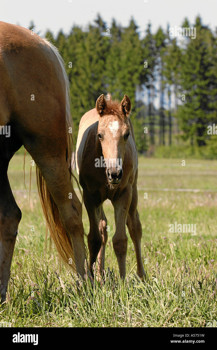 Tennesse Walker High Resolution Stock Photography and Images - Alamy