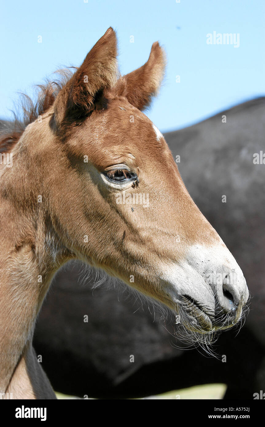 Tennesse Walker High Resolution Stock Photography and Images - Alamy