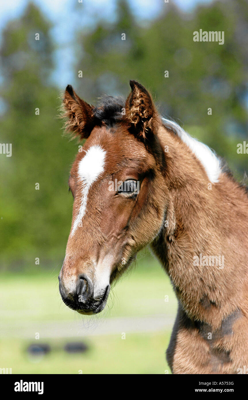 Tennesse Walker High Resolution Stock Photography and Images - Alamy