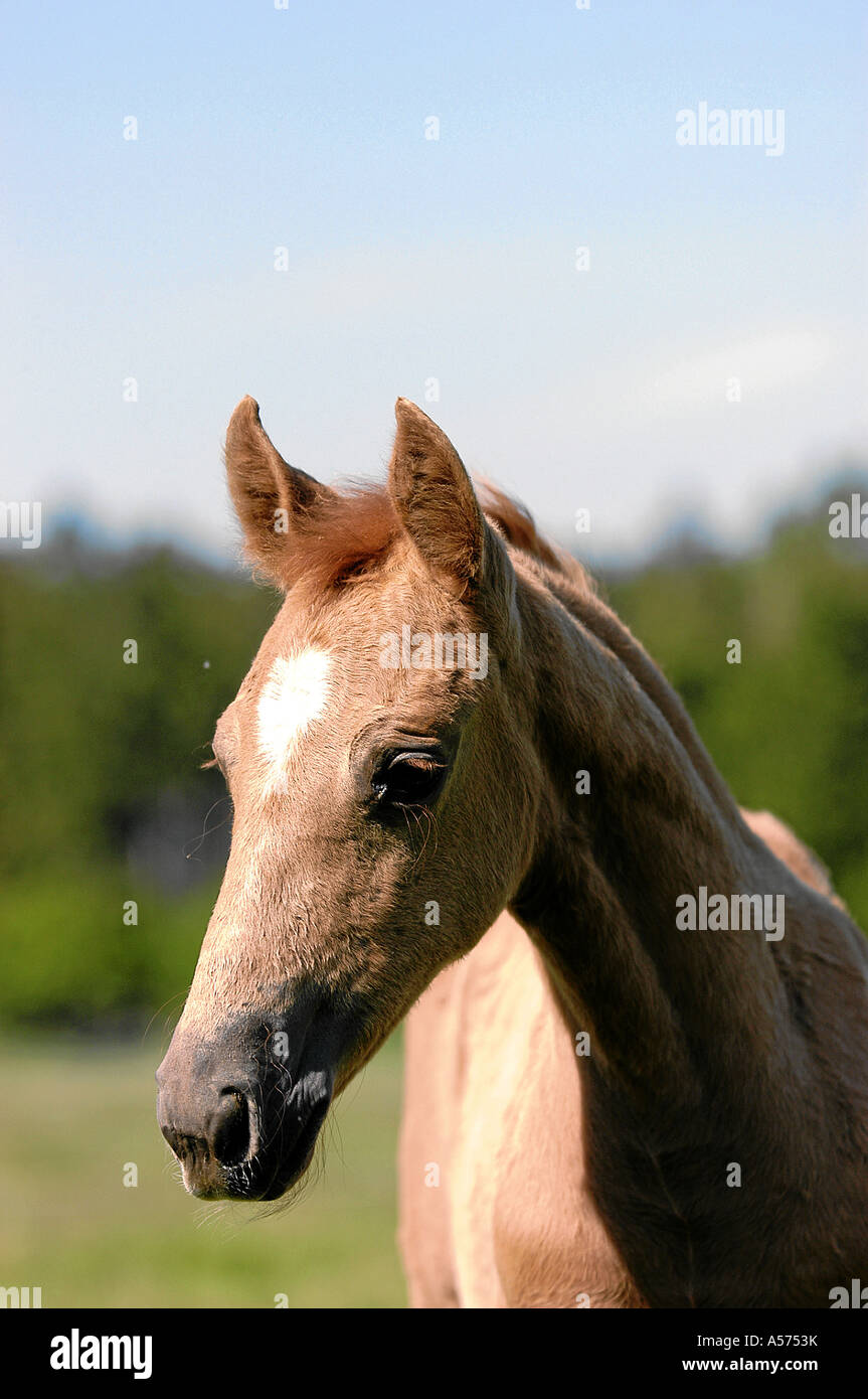 Tennesse Walker High Resolution Stock Photography and Images - Alamy