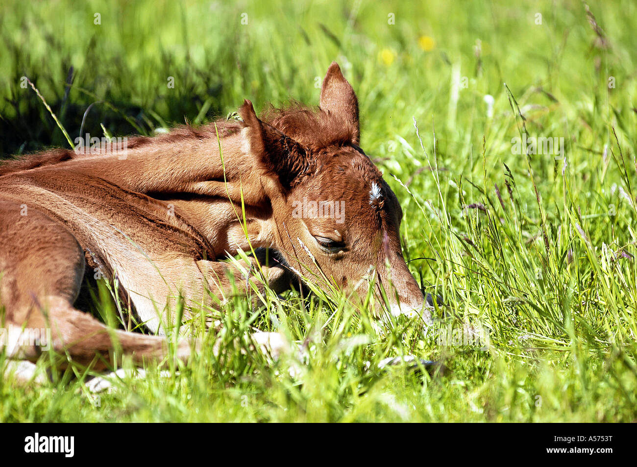 Tennesse Walker High Resolution Stock Photography and Images - Alamy