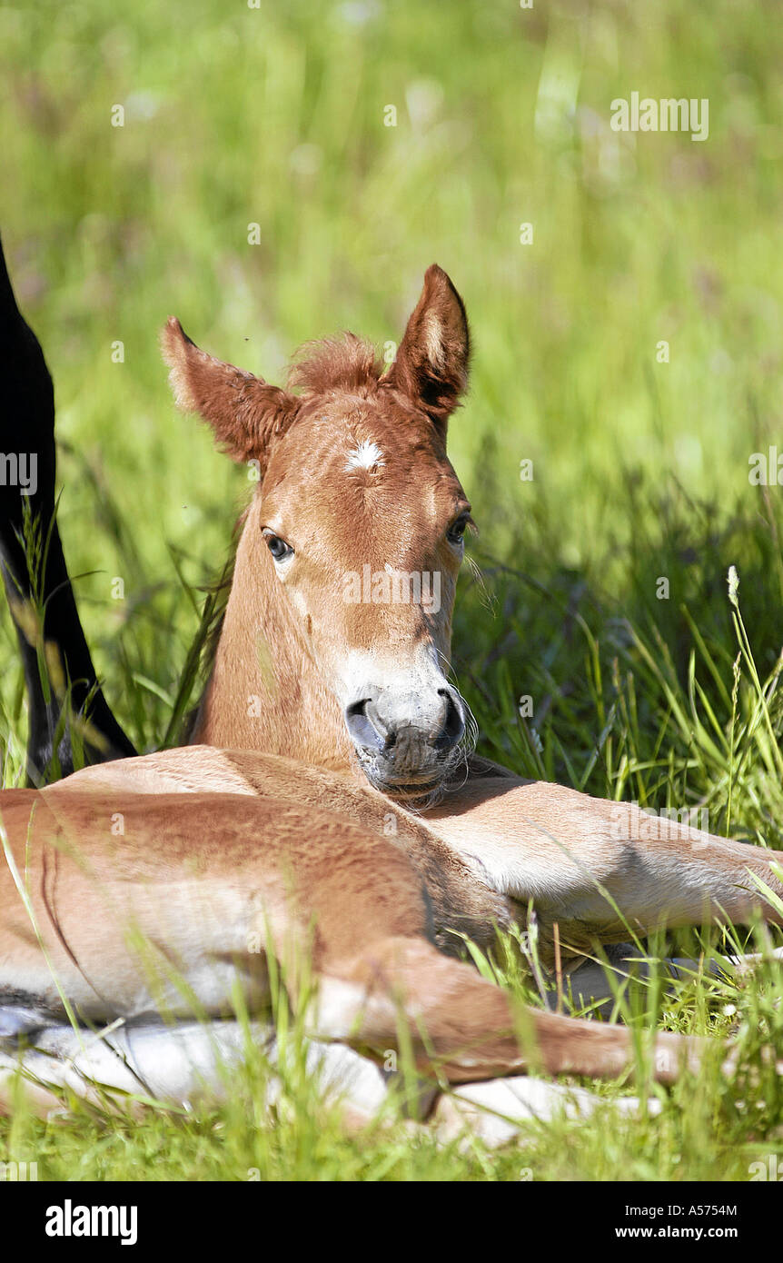 Tennesse Walker High Resolution Stock Photography and Images - Alamy