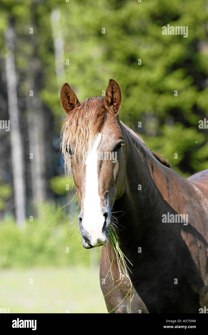 Tennesse Walker High Resolution Stock Photography and Images - Alamy