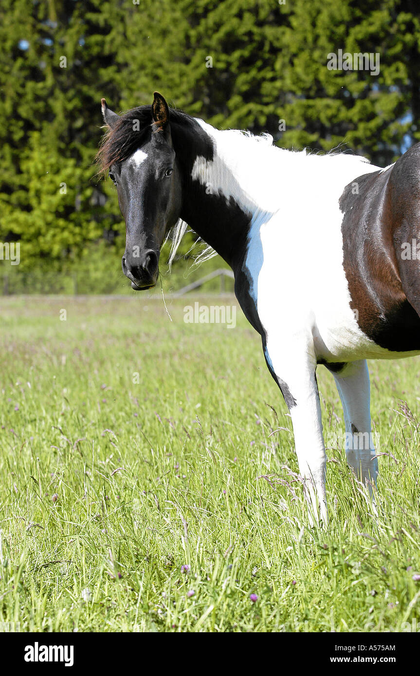 Tennesse Walker High Resolution Stock Photography and Images - Alamy
