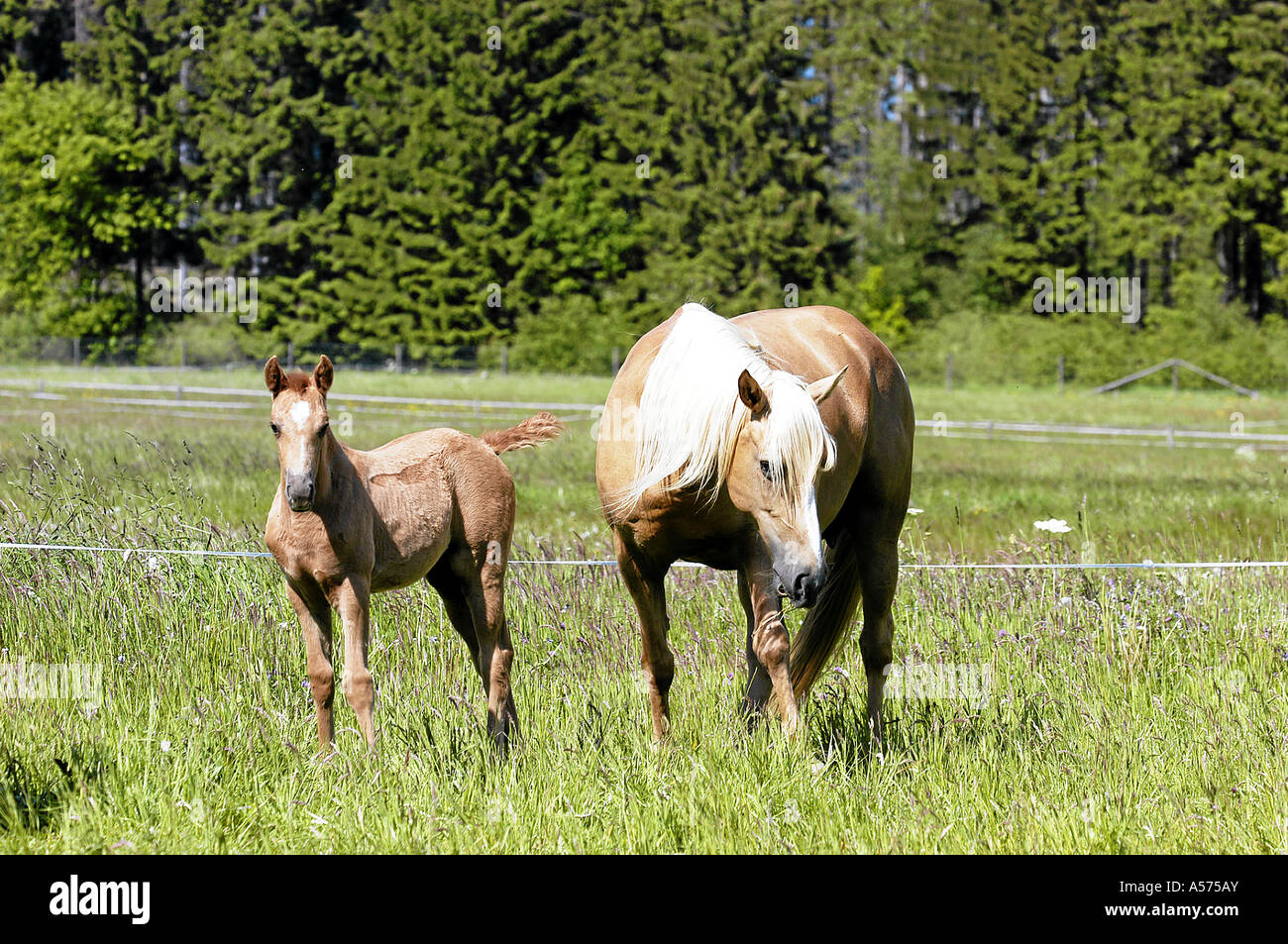 Tennesse Walker High Resolution Stock Photography and Images - Alamy