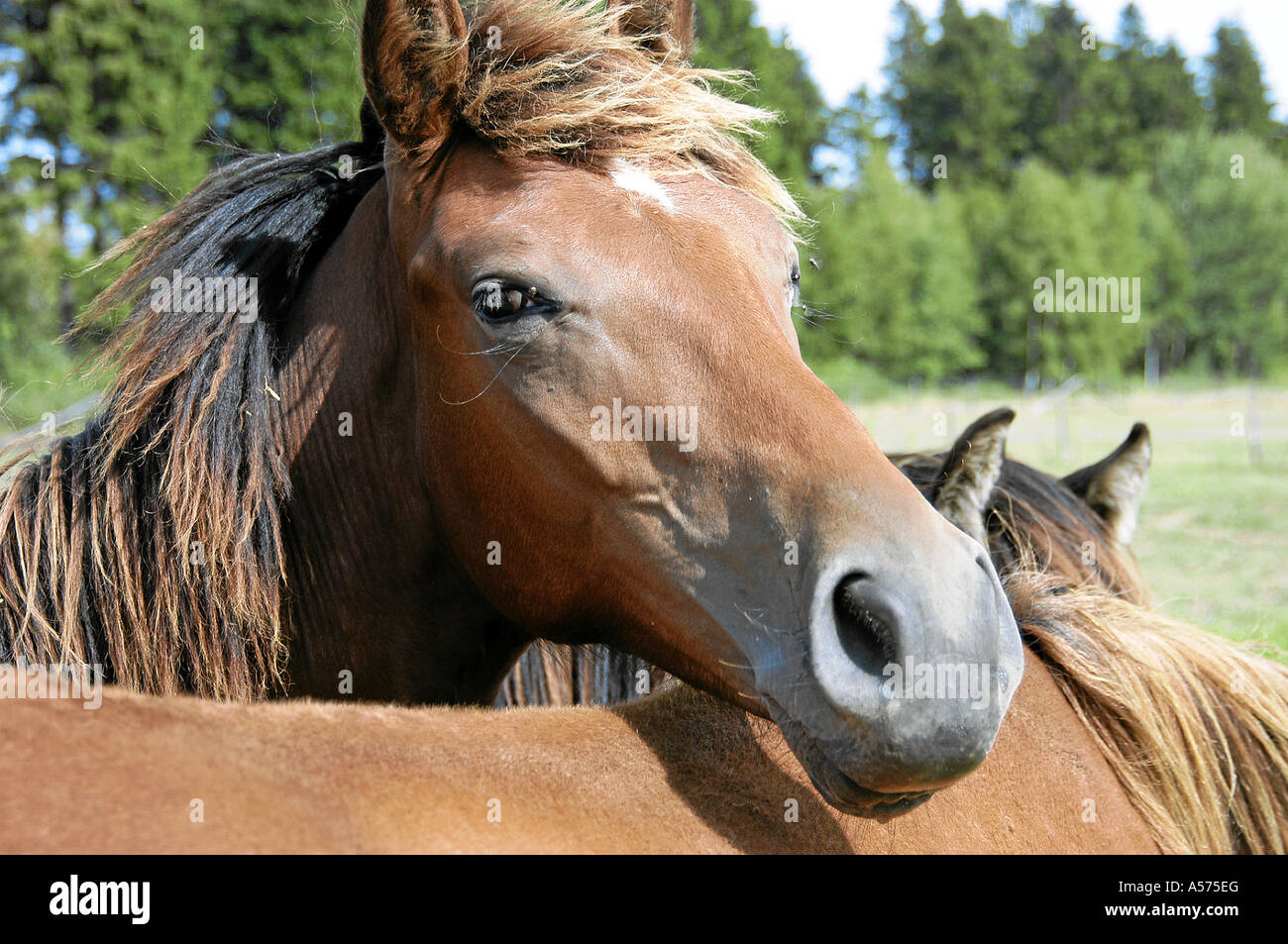 Tennesse Walker High Resolution Stock Photography and Images - Alamy