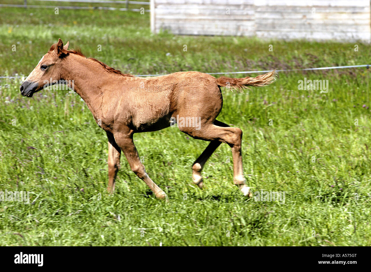 Tennesse Walker High Resolution Stock Photography and Images - Alamy