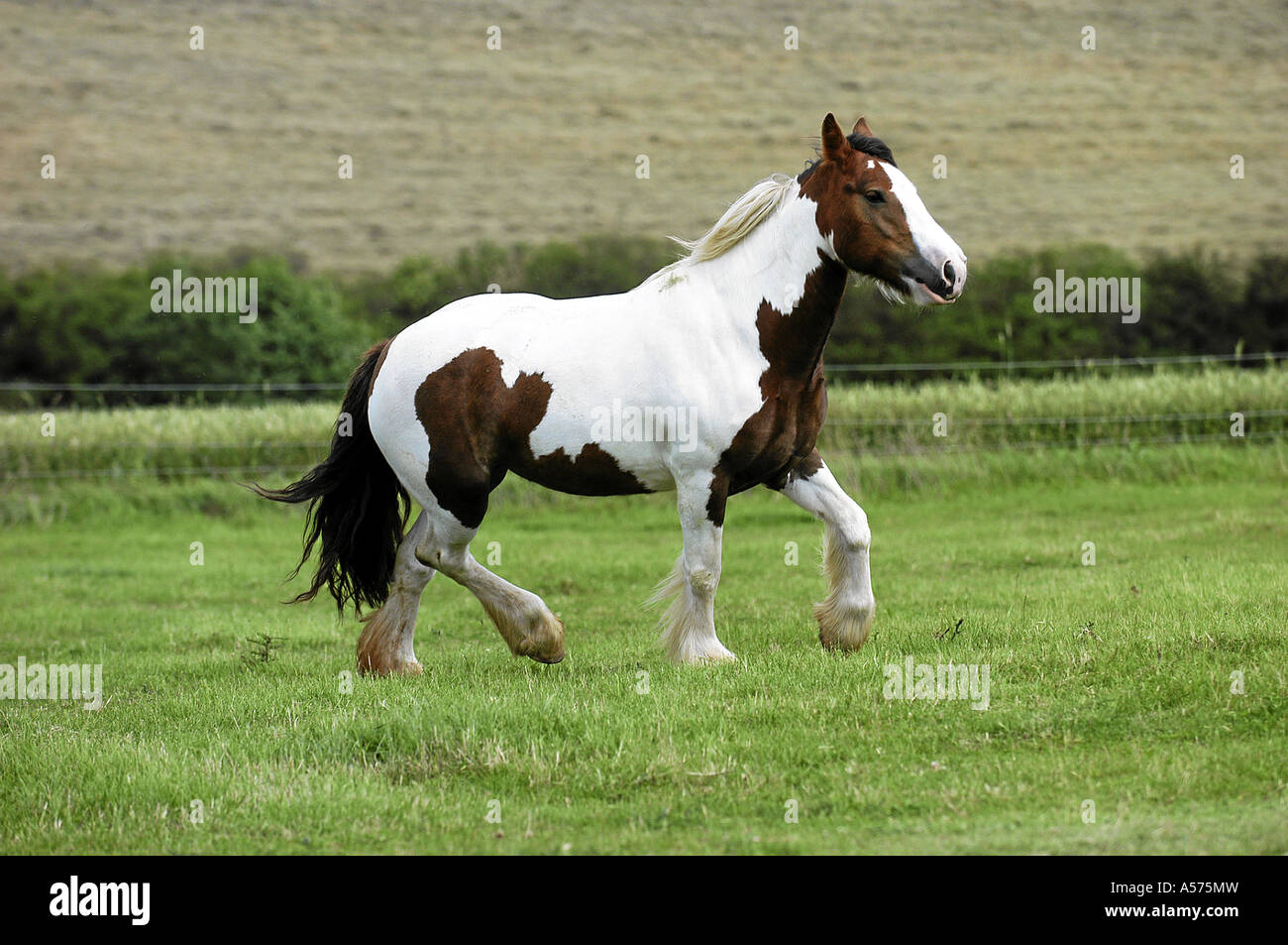 Irish tinker pferde hi-res stock photography and images - Alamy