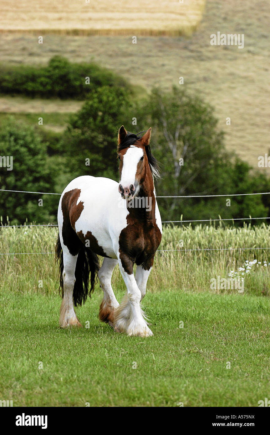 Tinker pferd hi-res stock photography and images - Alamy