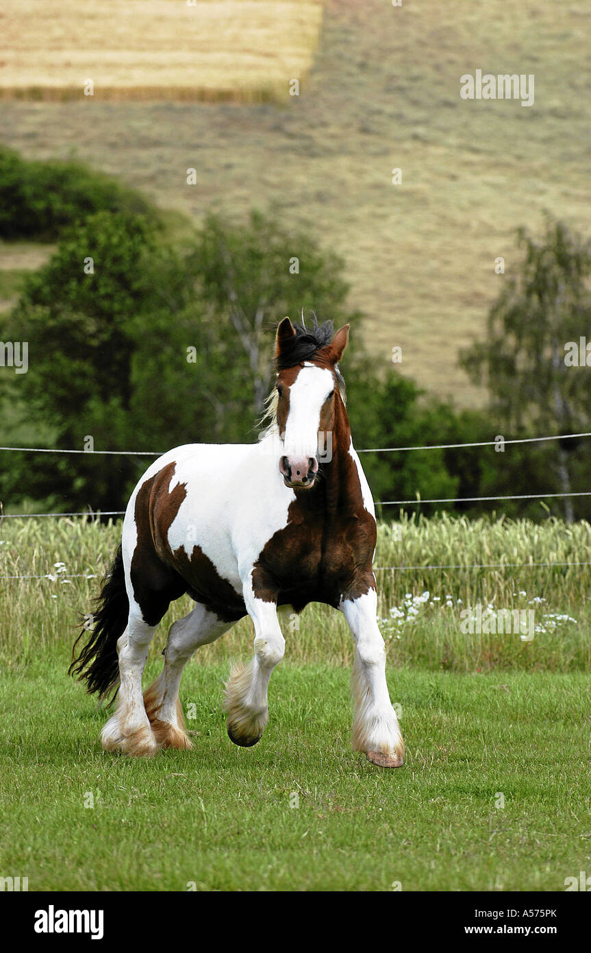Tinker pferd hi-res stock photography and images - Alamy