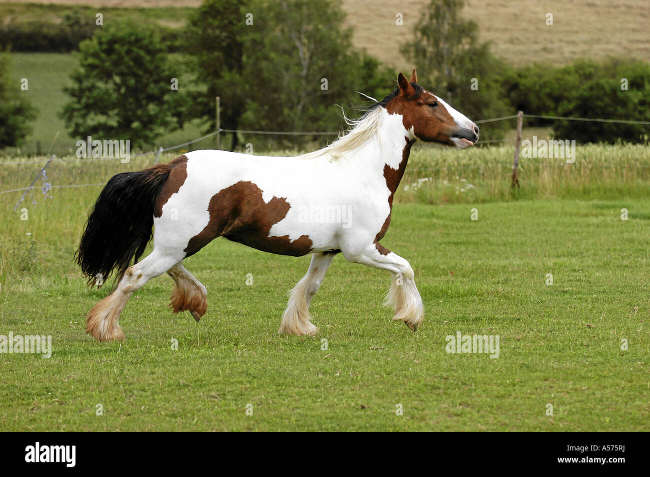 Irish tinker pferde hi-res stock photography and images - Alamy