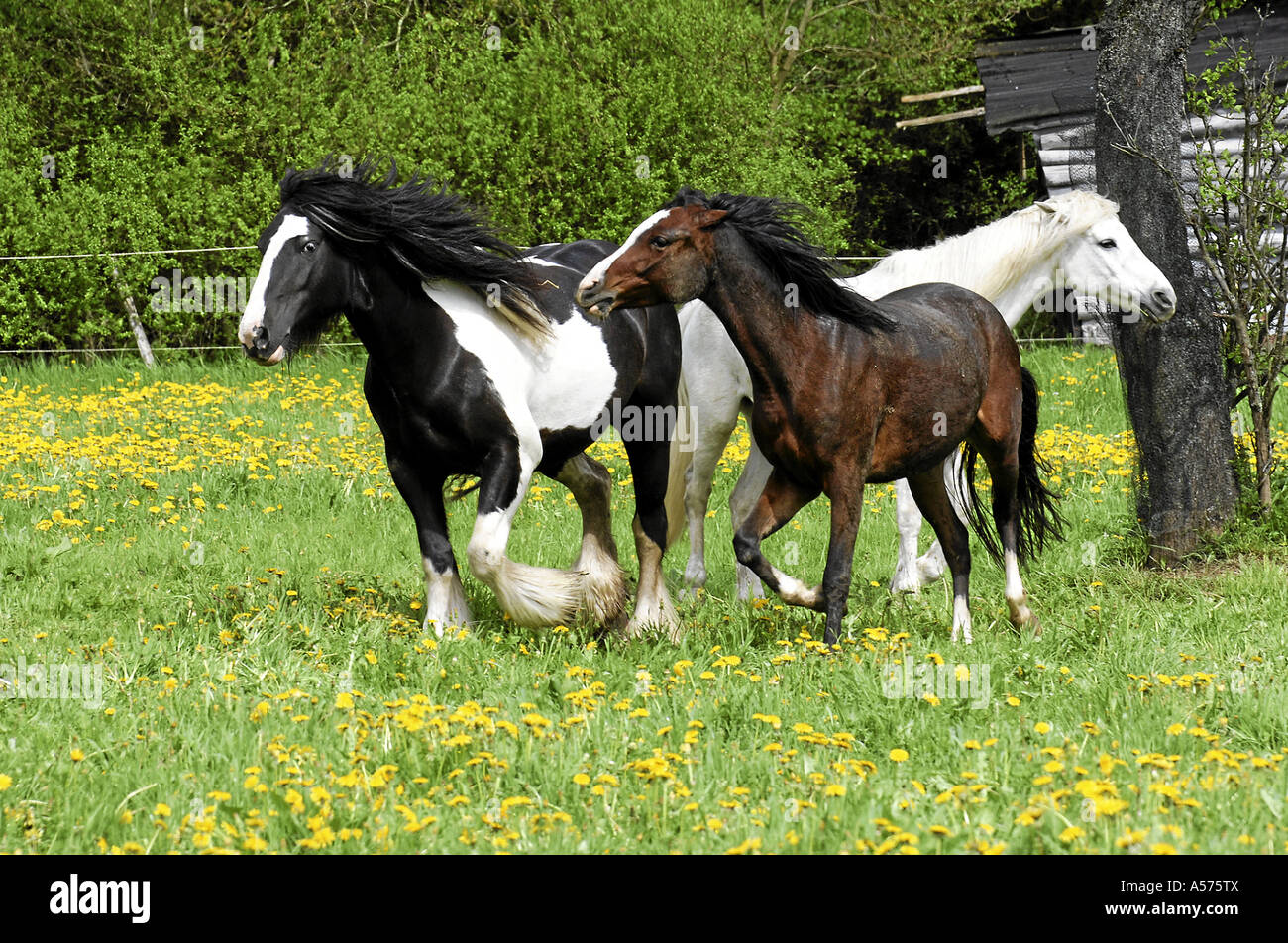Tinker horse hi-res stock photography and images - Alamy